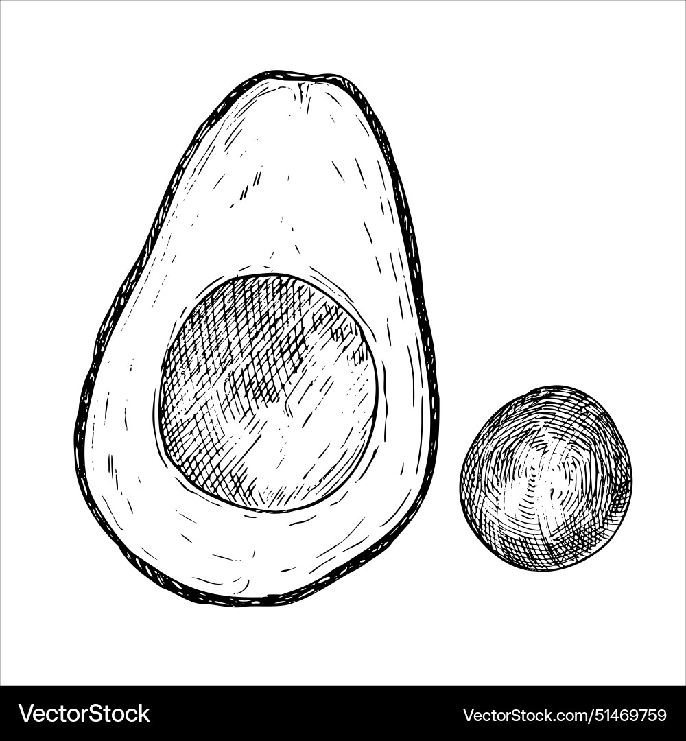 Avocado hass graphic hand Royalty Free Vector Image