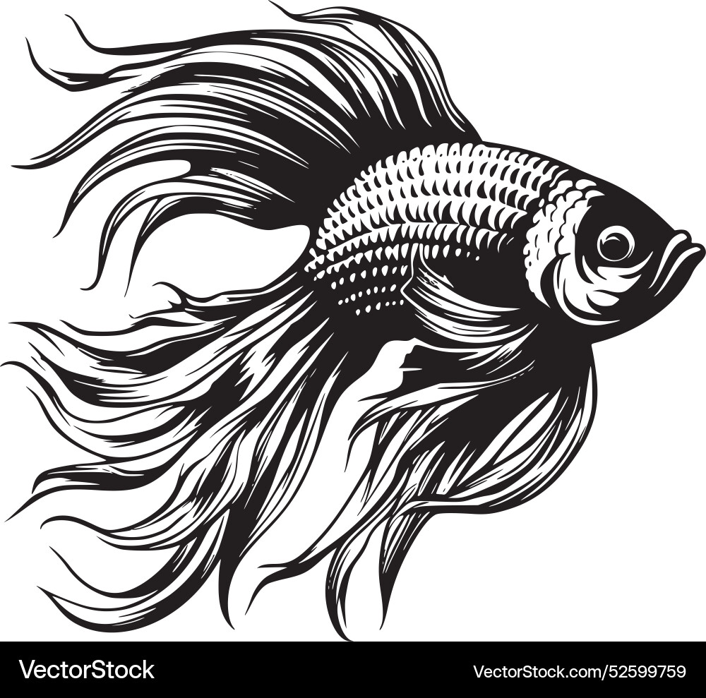 Betta fish - black and white Royalty Free Vector Image