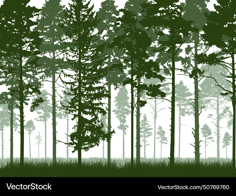 Coniferous forest with tall pine trunks and grass Vector Image