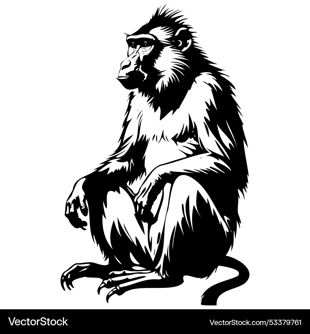 Baboon sitting hand drawn animal transparent Vector Image
