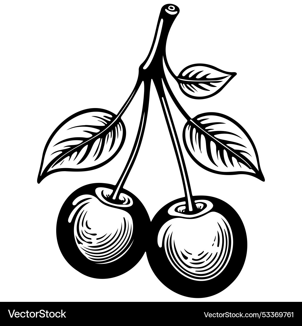 Drawing cherry sketch realistic line monochrome Vector Image