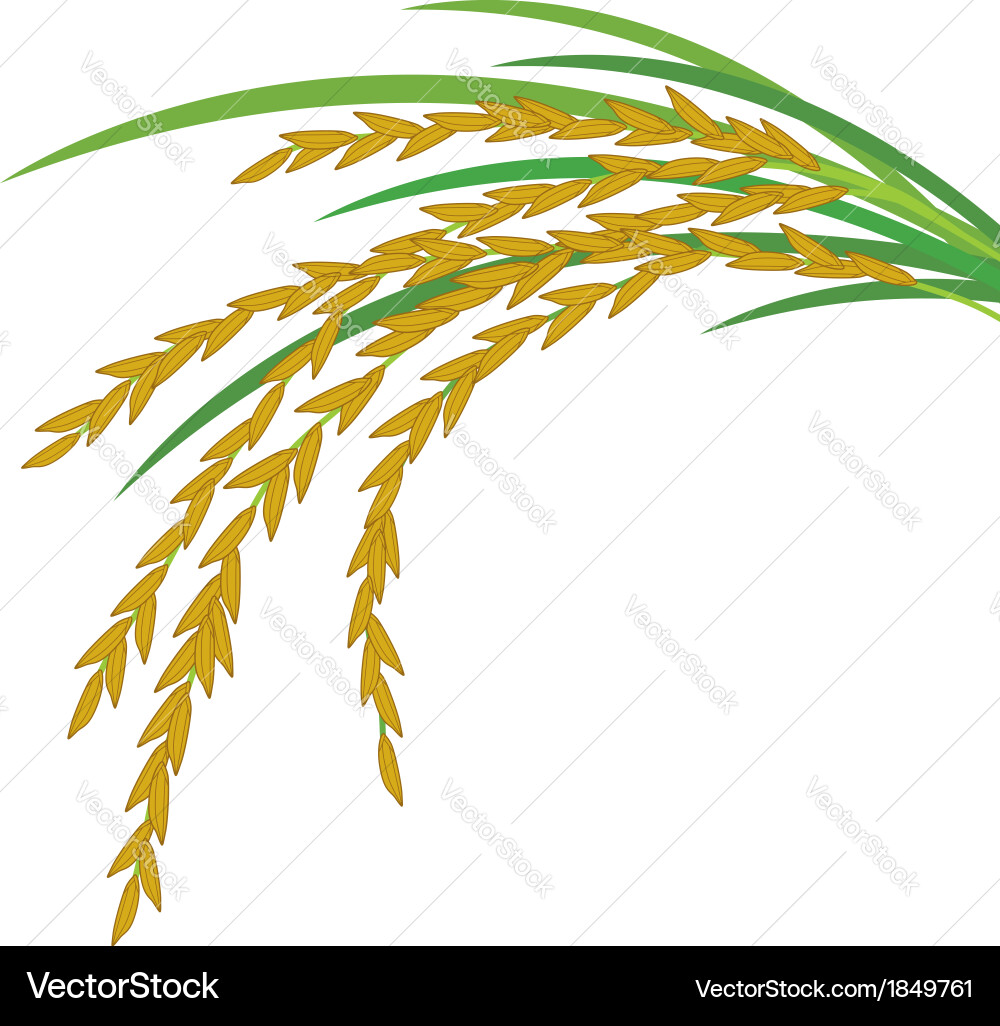 Rice Pattern on White Royalty Free Vector Image