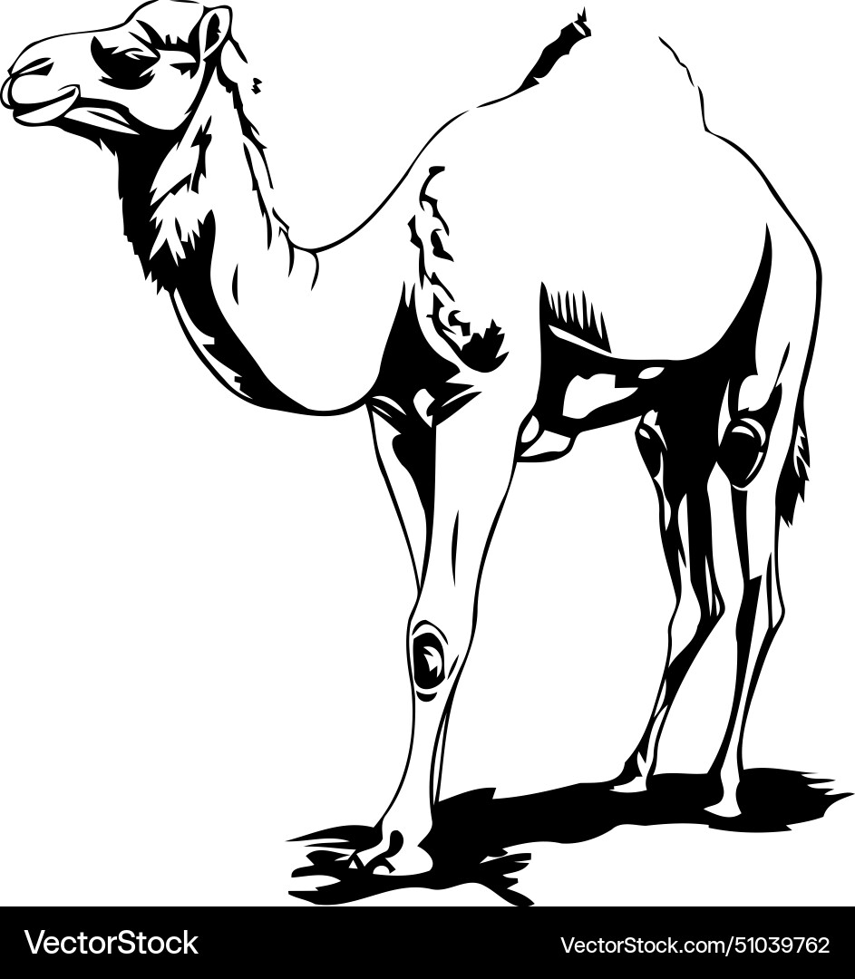 Camel in the desert Royalty Free Vector Image - VectorStock
