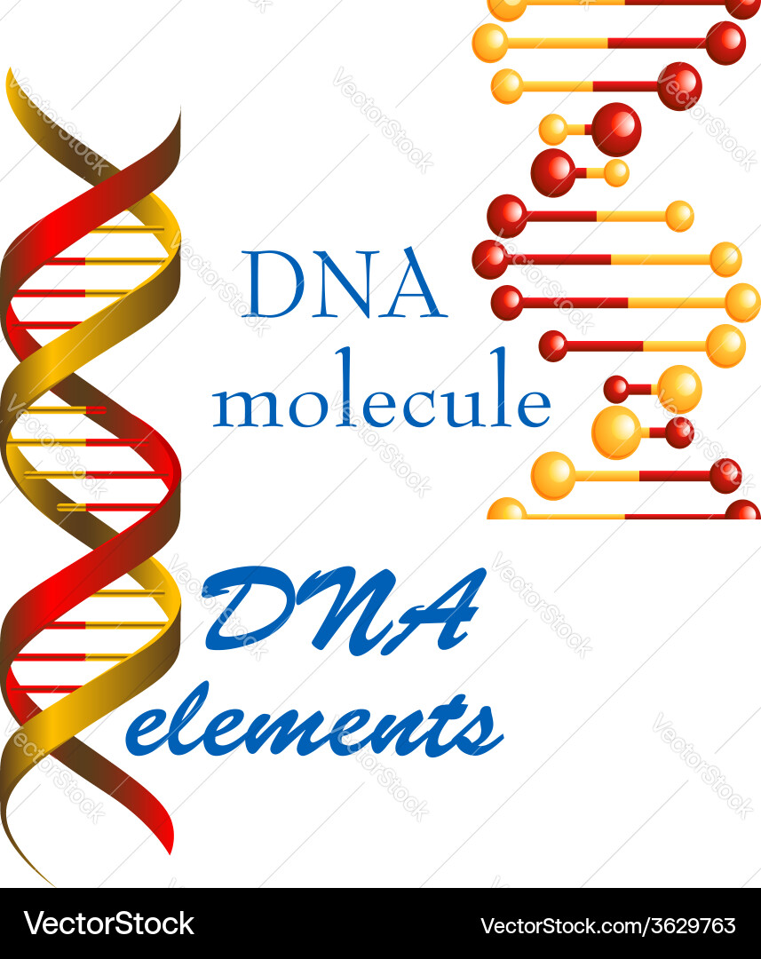 Dna molecule and elements Royalty Free Vector Image