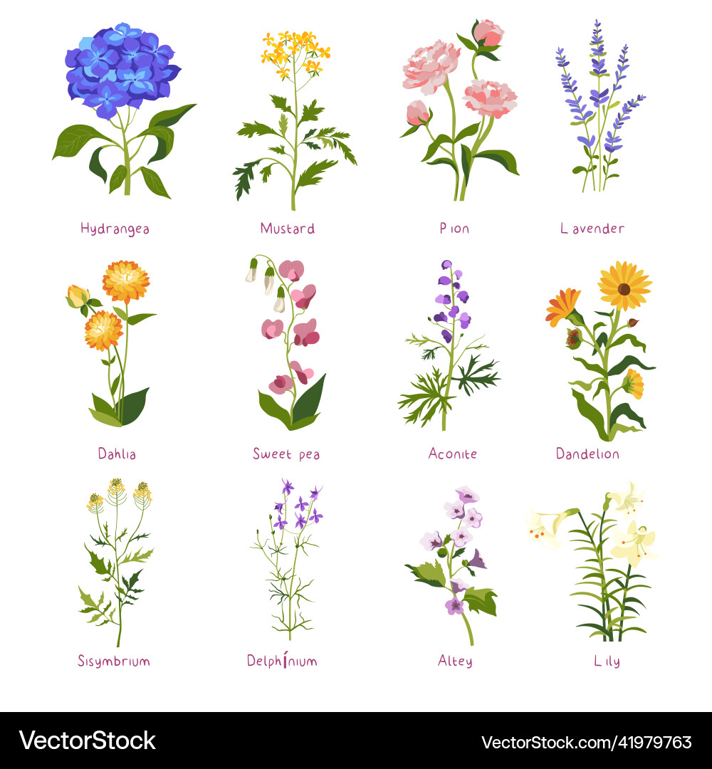 Spring Flower Names - Infoupdate.org