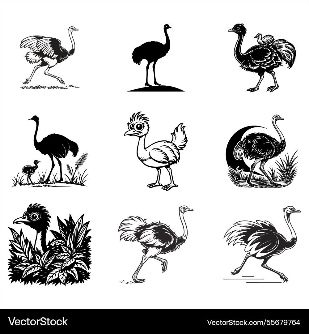 Ostrich clipart Royalty Free Vector Image - VectorStock