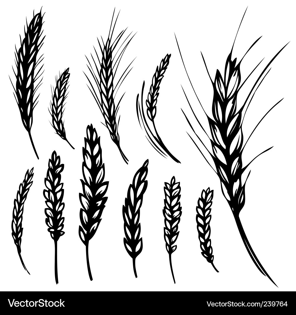 Rye Vector Images (over 24,000)