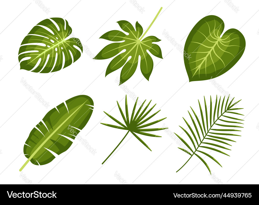 Tropical leaves collection Royalty Free Vector Image