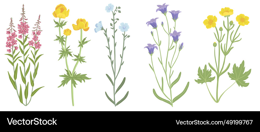 Drawing wild flowers Royalty Free Vector Image