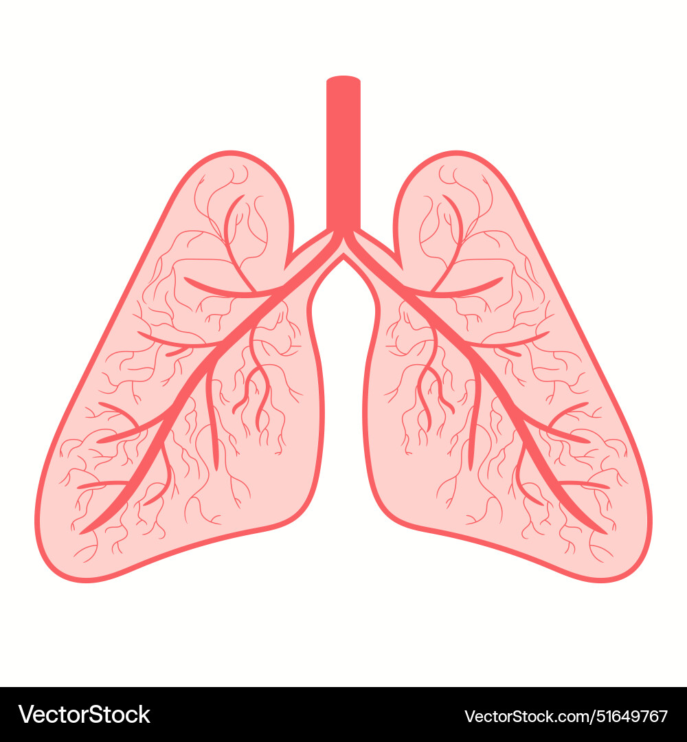 Lung human icon respiratory system healthy lungs Vector Image