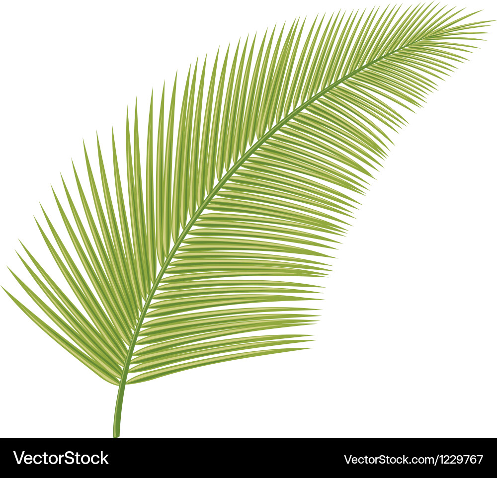 Palm leaf Royalty Free Vector Image - VectorStock