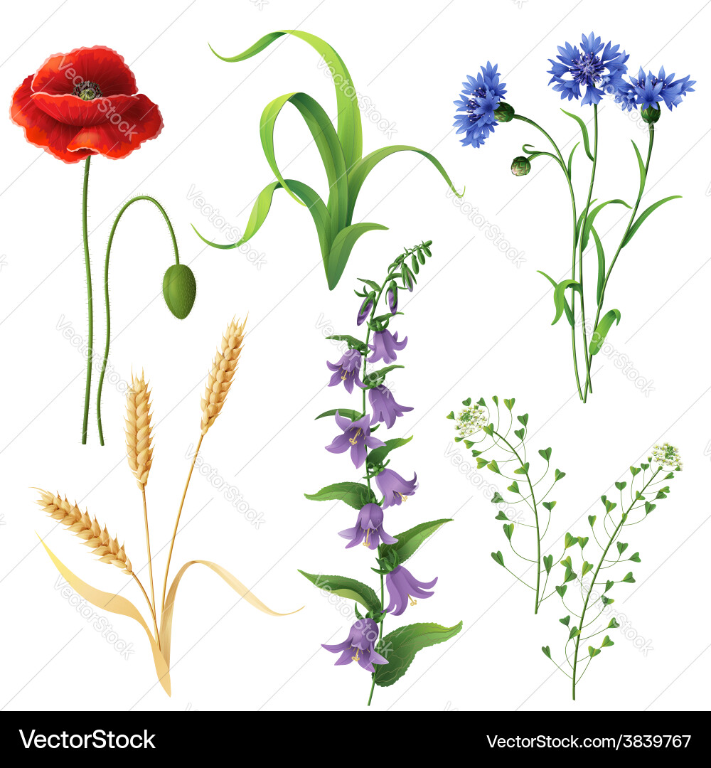 Wildflowers set Royalty Free Vector Image - VectorStock