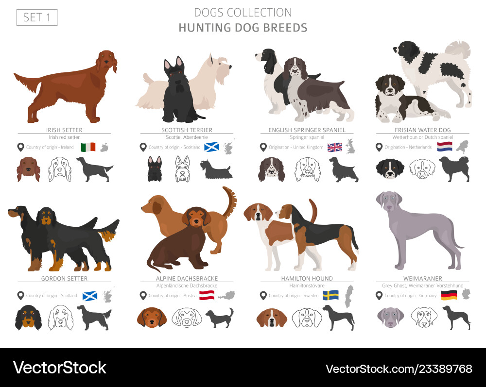 Hunting dogs collection isolated on white flat Vector Image
