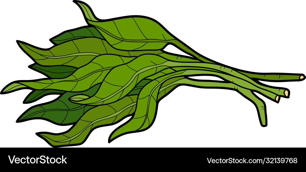 Water Spinach Vegetable Royalty Free Vector Image