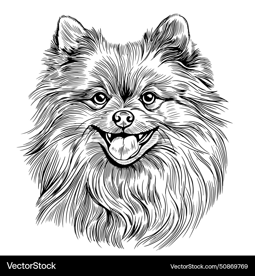 Spitz dog sketch hand drawn in engraving Vector Image