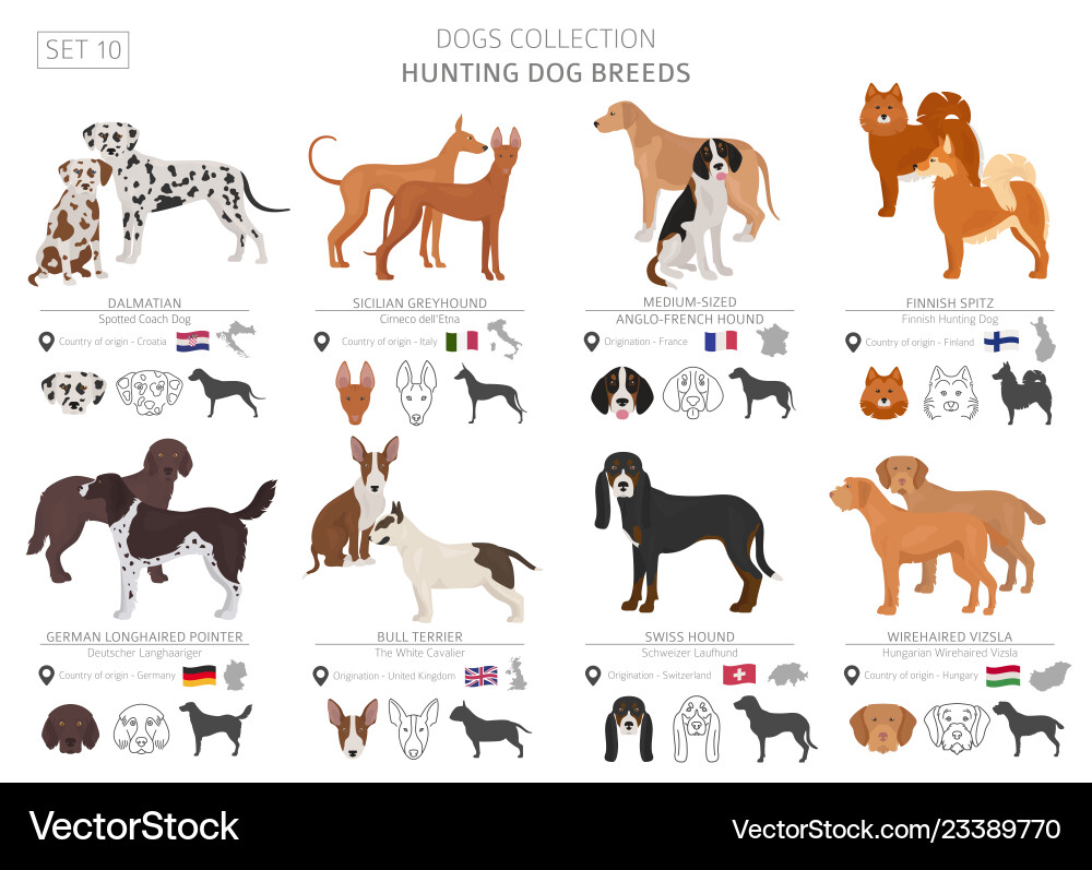 Hunting dogs collection isolated on white flat Vector Image