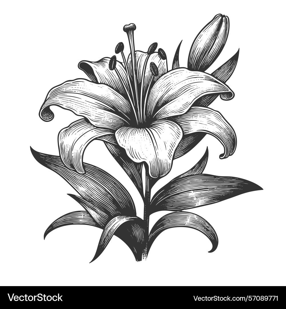 Lily flower engraving sketch Royalty Free Vector Image