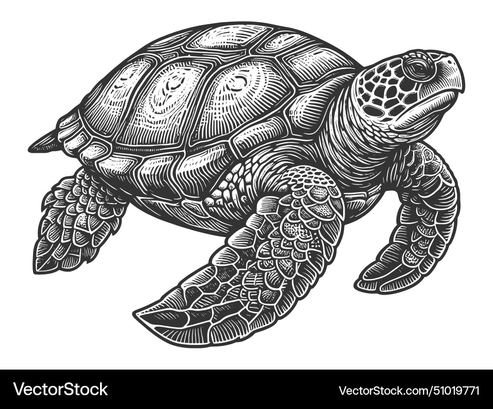 Sea turtle engraving sketch Royalty Free Vector Image