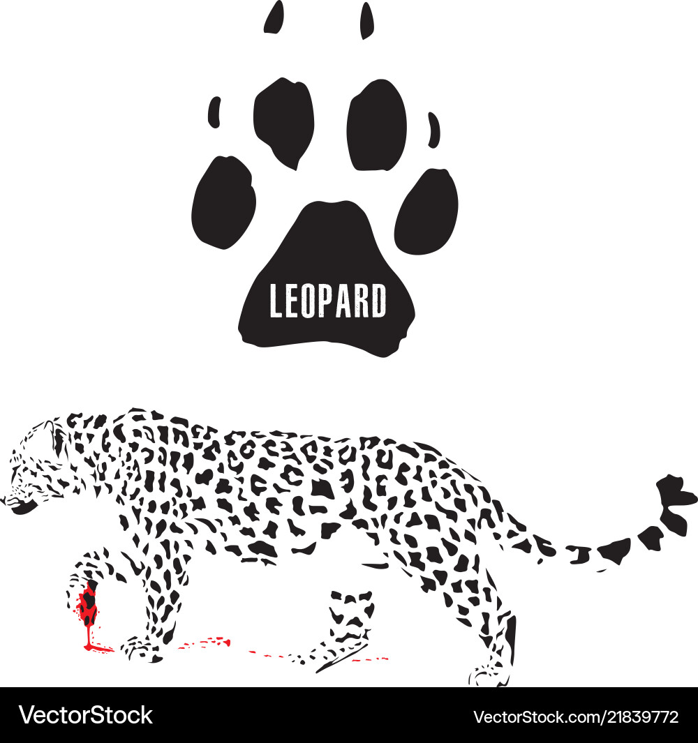 Leopard Royalty Free Vector Image - VectorStock
