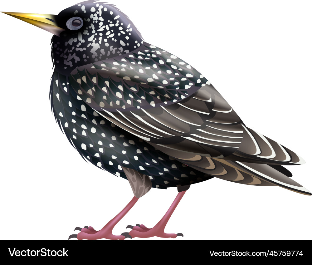 Common starling bird composition Royalty Free Vector Image