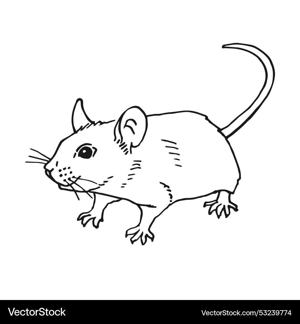 Mouse hand drawn ink style Royalty Free Vector Image