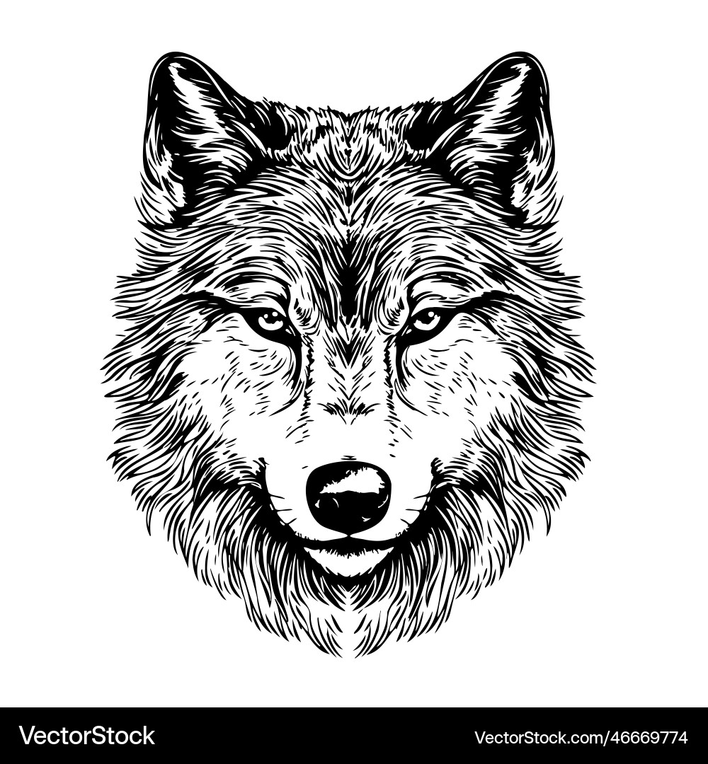 Wolf head sketch hand drawn in doodle style Vector Image