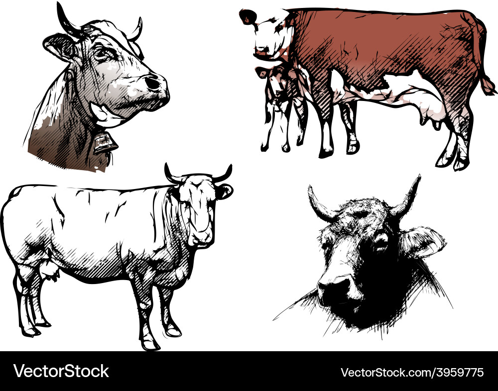 Cow Royalty Free Vector Image - VectorStock