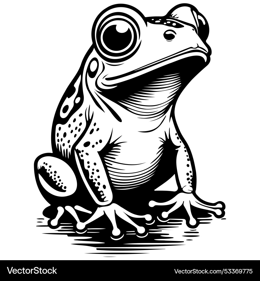 Realistic Frog Outline Traditional Drawing Of A Frog! By Halasaar01 On