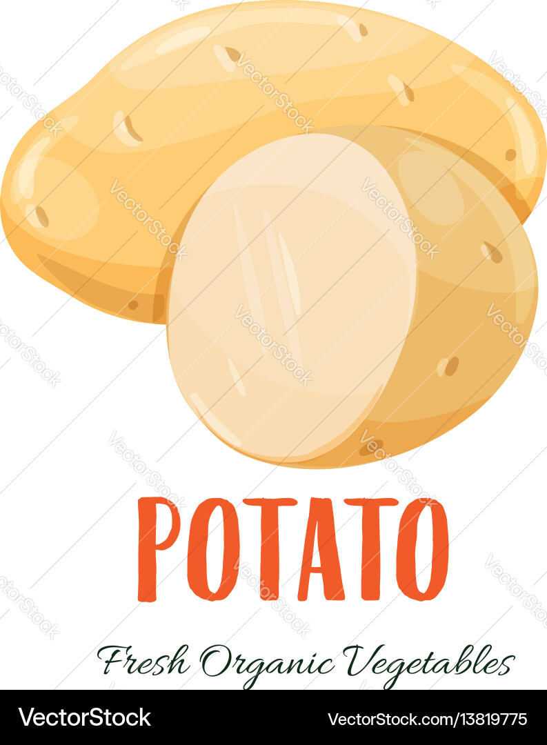 Potato vegetable Royalty Free Vector Image - VectorStock