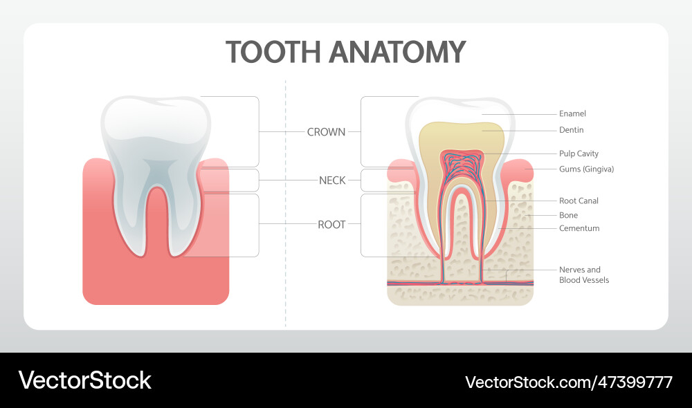 Dental anatomy poster Royalty Free Vector Image
