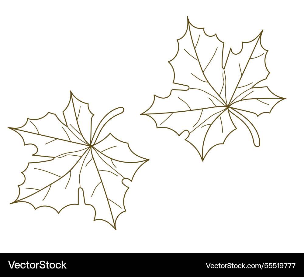 Hand drawing brown maple leaf line art collection Vector Image