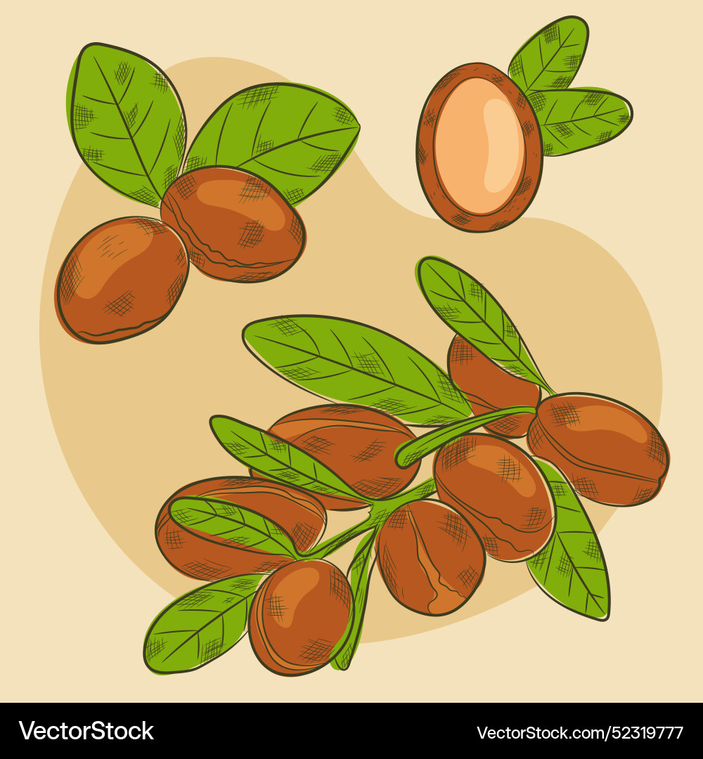 Realistic hand drawn argan oil element collection Vector Image