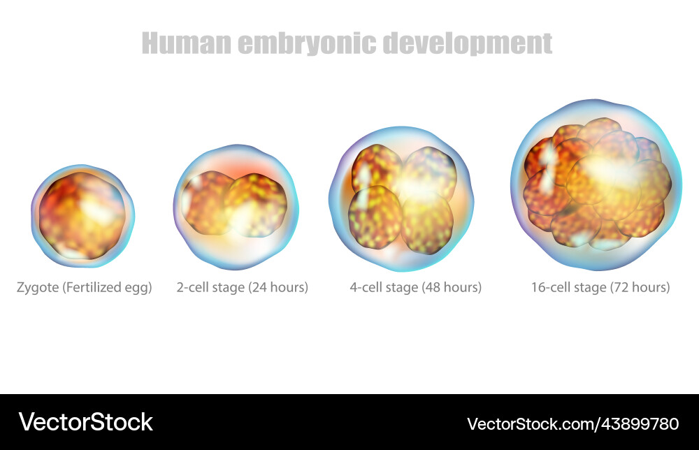 Early stages human embryonic development Vector Image