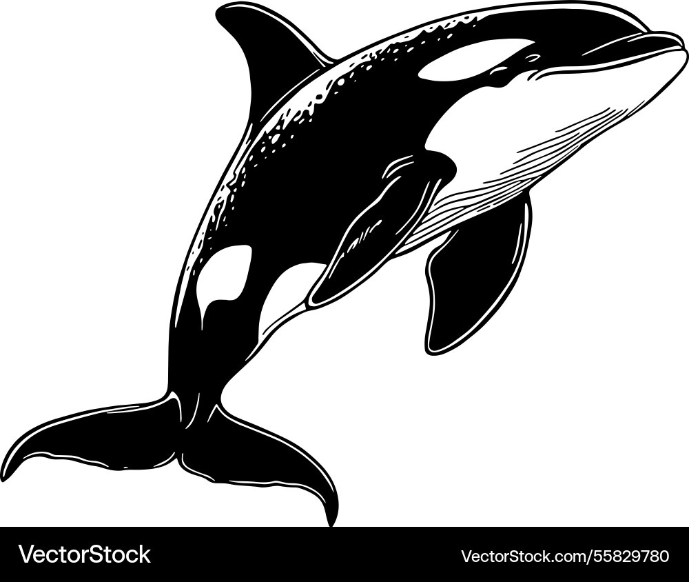 Orca in black Royalty Free Vector Image - VectorStock
