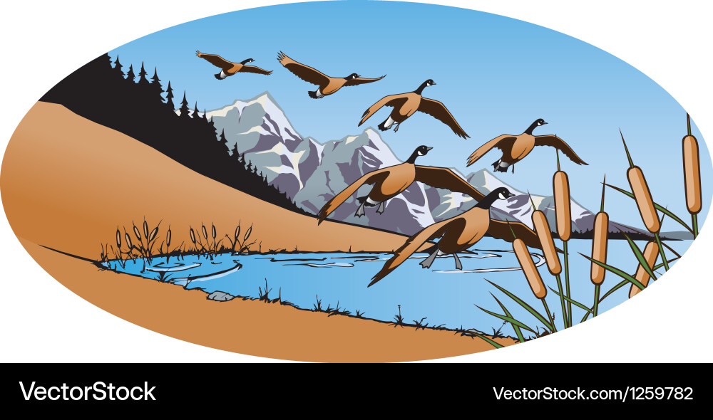 Canada geese 2 Royalty Free Vector Image - VectorStock