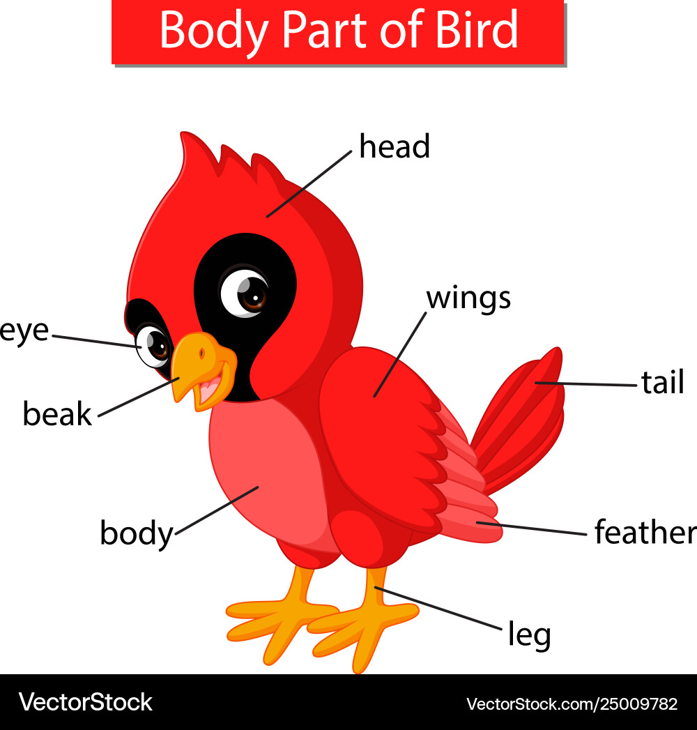 Red Cardinal Anatomy Diagram Royalty Free Vector Image