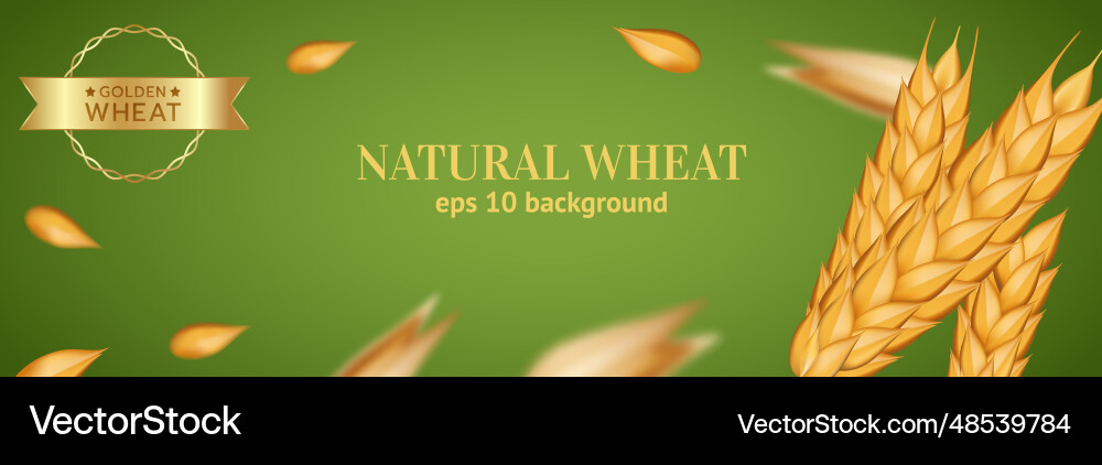 Wheat banner realistic oat grain isolated Vector Image