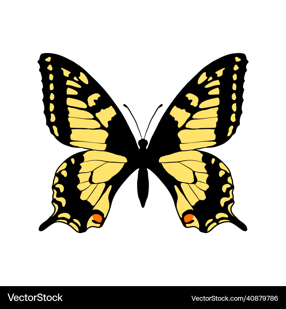 Drawing yellow swallowtail butterfly Royalty Free Vector