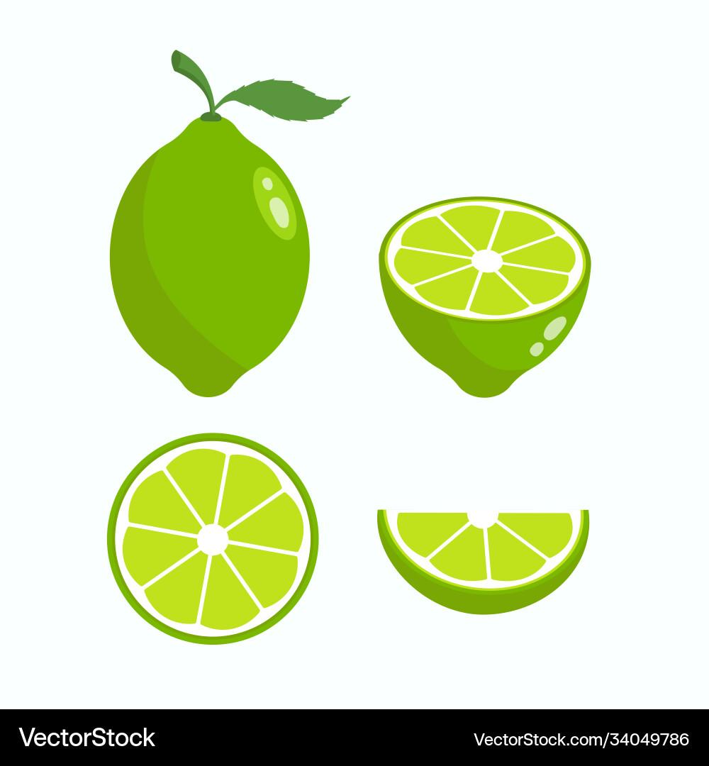 Lime slice green Royalty Free Vector Image - VectorStock