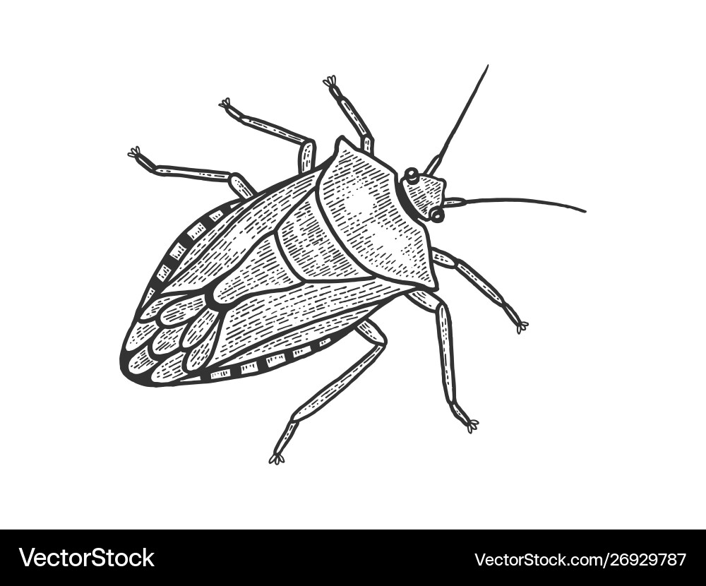 Green shield bug insect sketch engraving Vector Image
