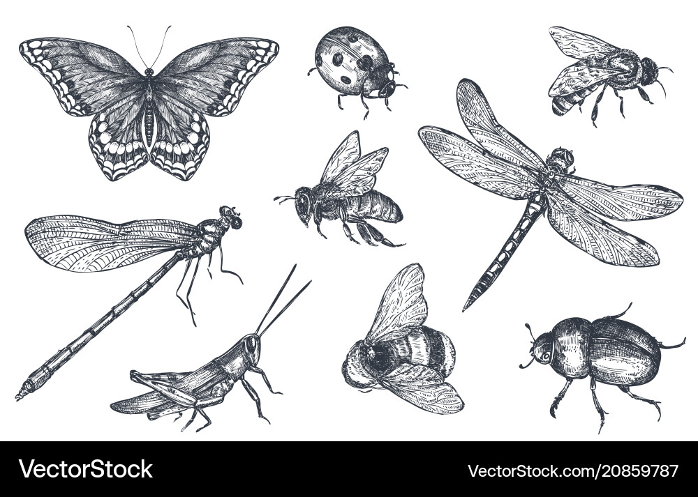 Insects sketch decorative set in style Royalty Free Vector