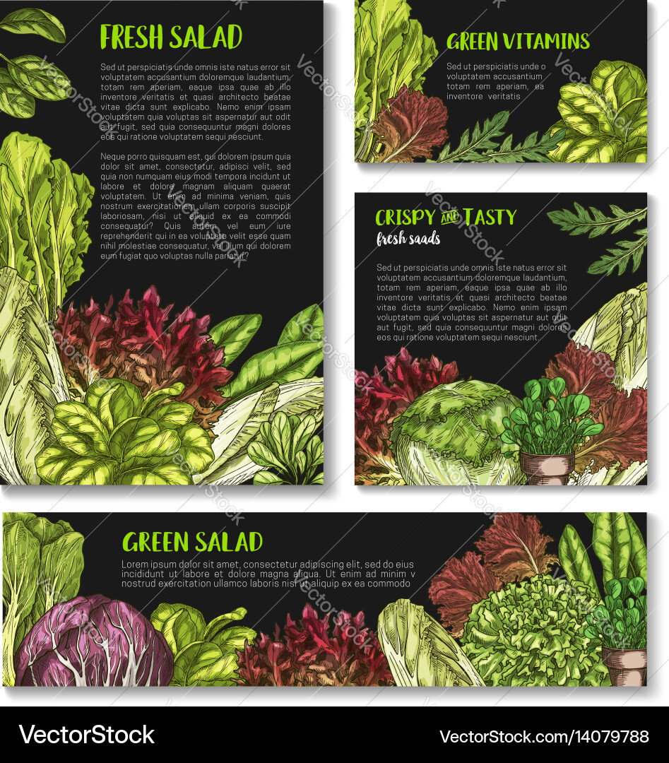 Salads and leafy lettuce templates posters Vector Image