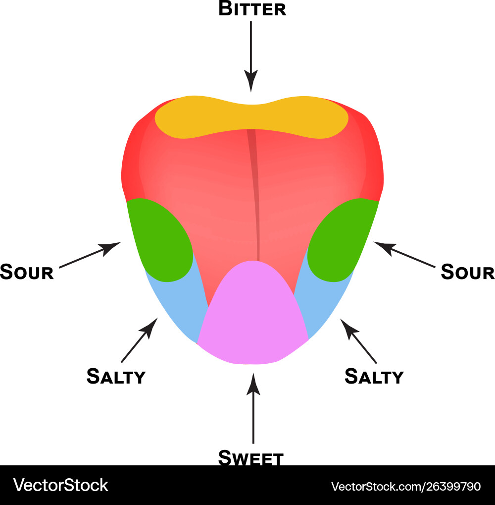 Taste Bud Structure 64 Tongue Taste Buds Stock Photos, High Res