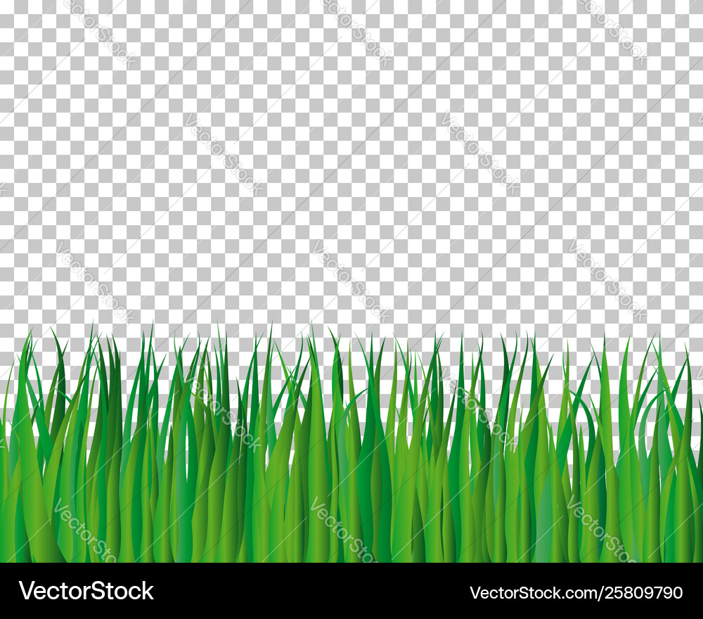 Grass background Royalty Free Vector Image - VectorStock