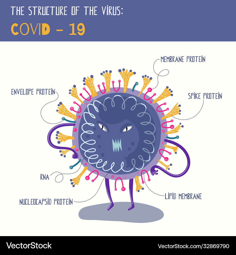 Structure coronavirus in easy to understand Vector Image