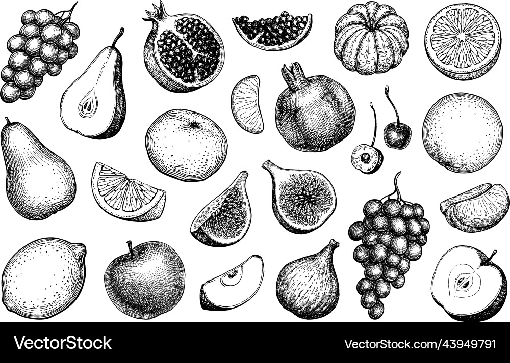 Fruits ink sketches Royalty Free Vector Image - VectorStock