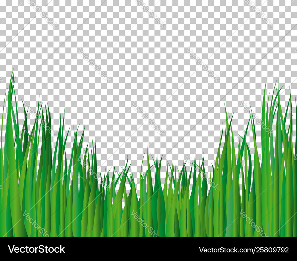 Grass background Royalty Free Vector Image - VectorStock