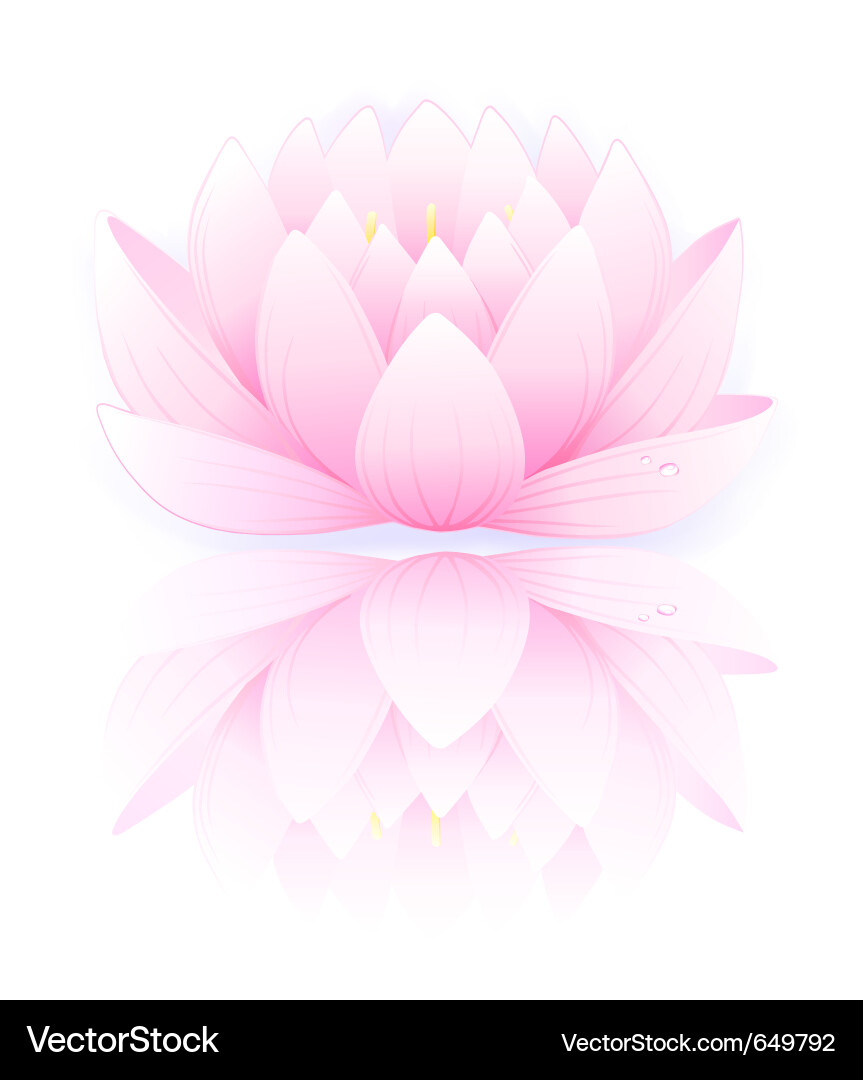 Pink lotus Royalty Free Vector Image - VectorStock