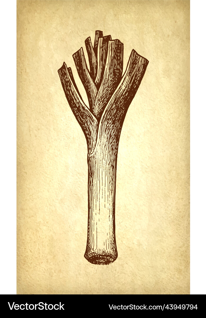 Leek ink drawing Royalty Free Vector Image - VectorStock