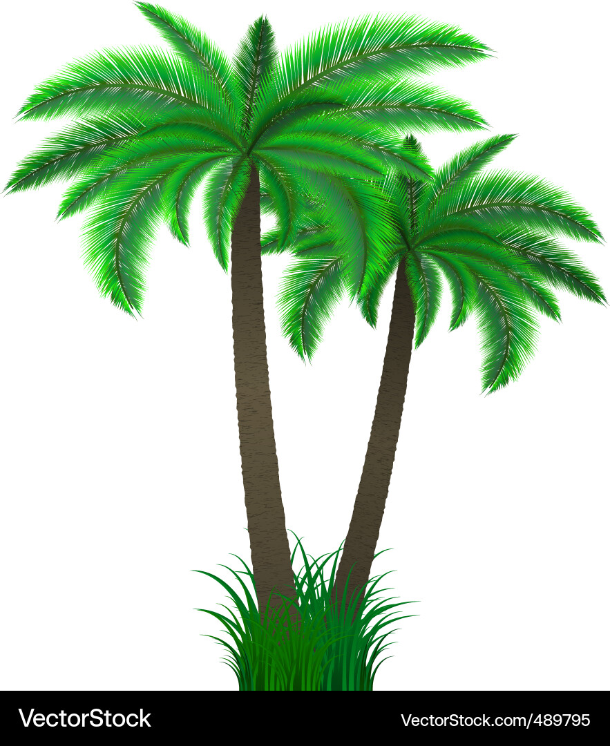 Palm trees Royalty Free Vector Image - VectorStock